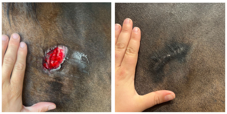 Shoulder Laceration Managed with Regenaflex-M – Hilltop Bio